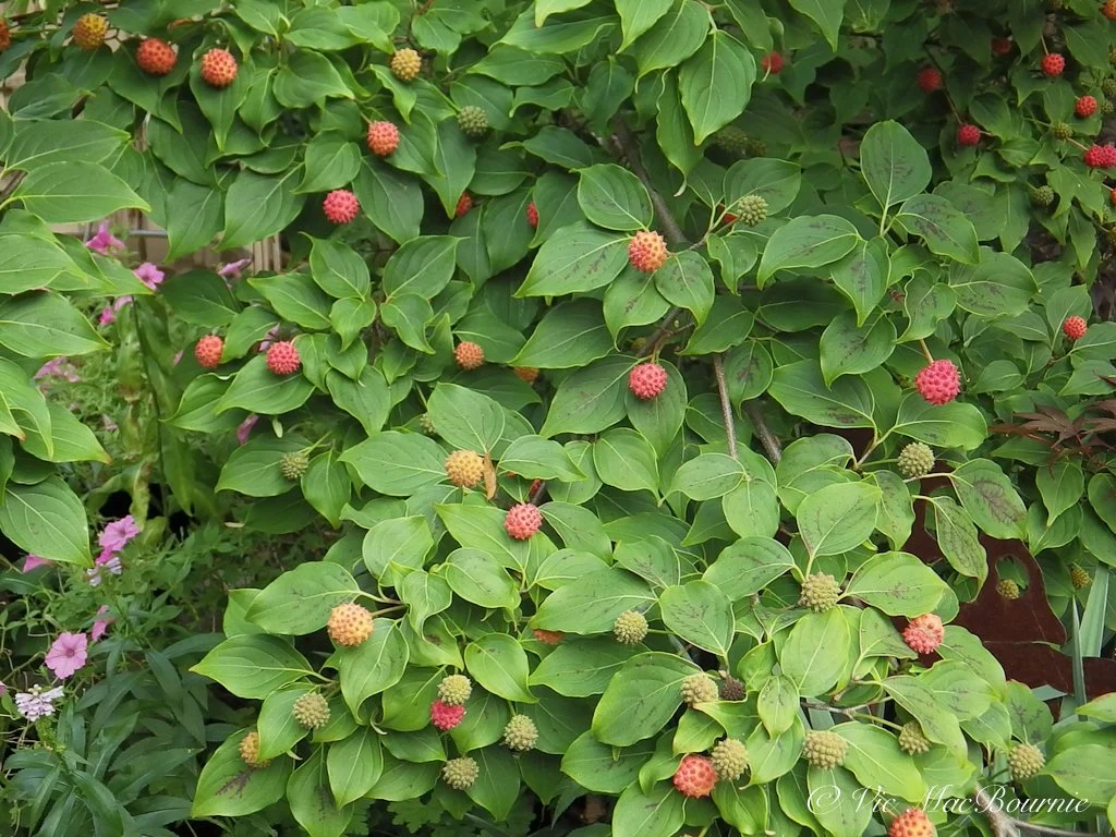 Cornus Kousa: Impressive non-native tree for Woodland garden — FERNS ...