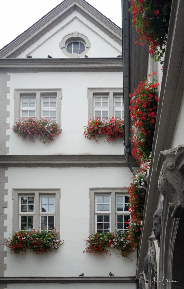 A world of European window boxes — FERNS & FEATHERS