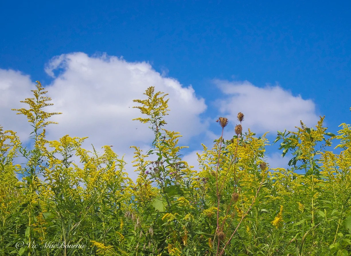 Native Goldenrod: Fall’s golden gift to wildlife gardeners and ...