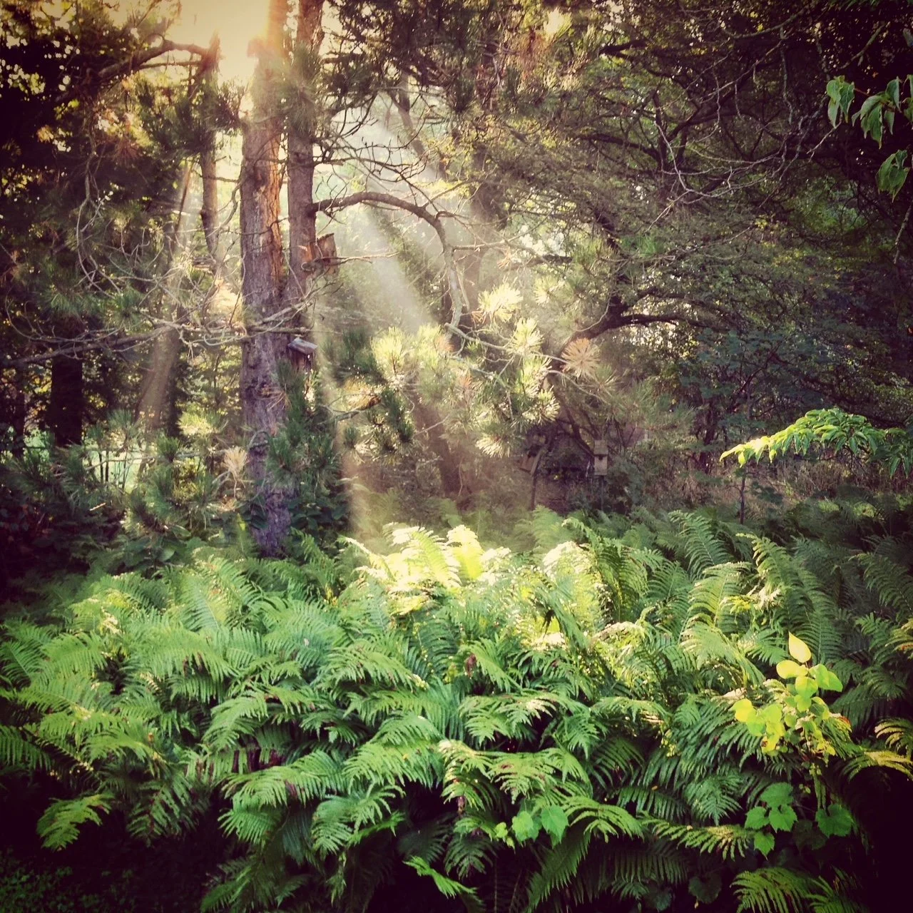 Forest bathing: How to find peace in nature — FERNS & FEATHERS