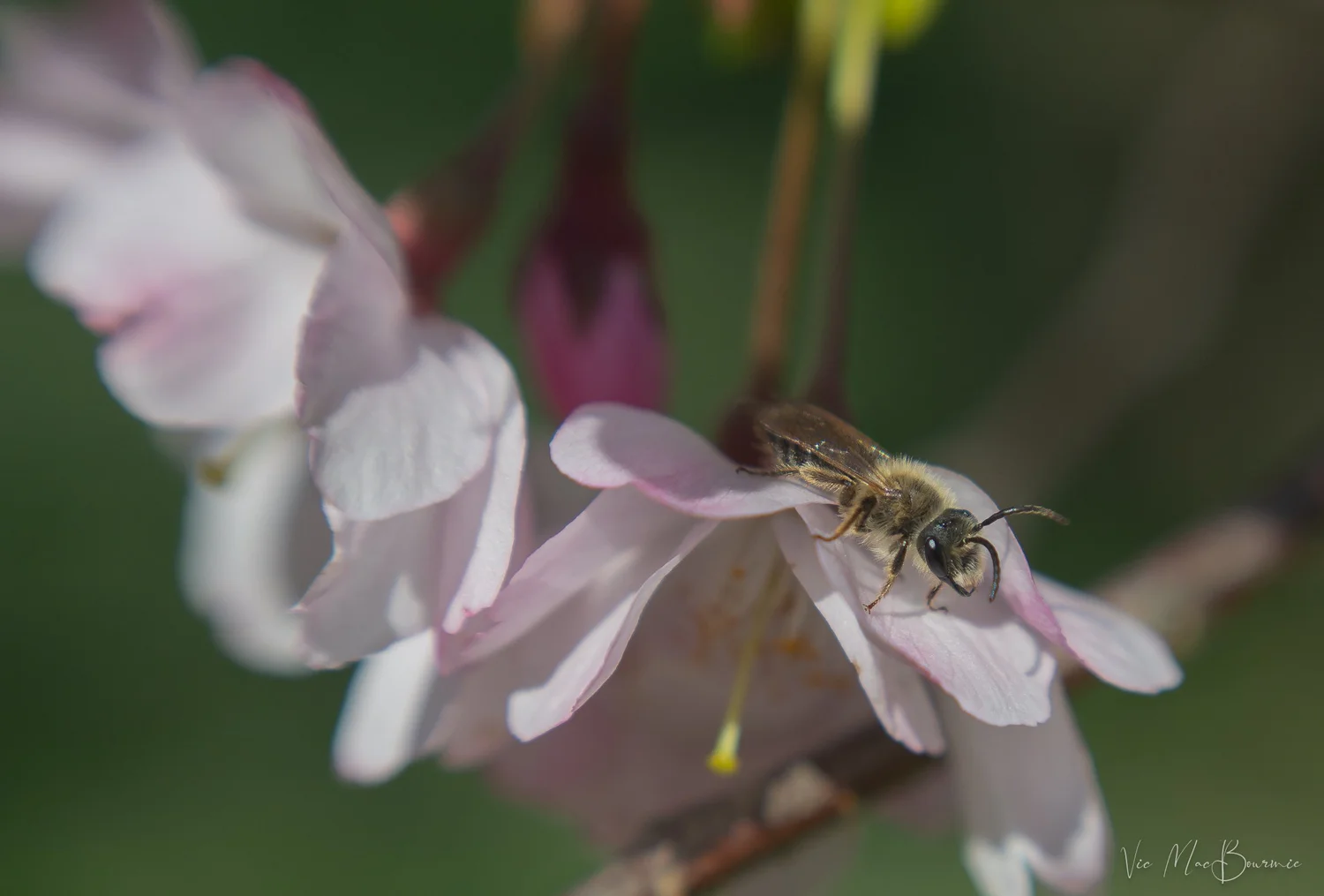 Flower photography: Exploring Lensbaby's creative effects — FERNS ...