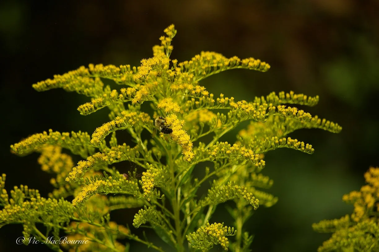 Native Goldenrod: Fall’s golden gift to wildlife gardeners and ...