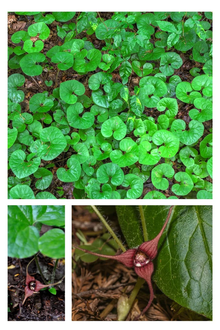 Best flowering native ground covers for a woodland garden — FERNS ...