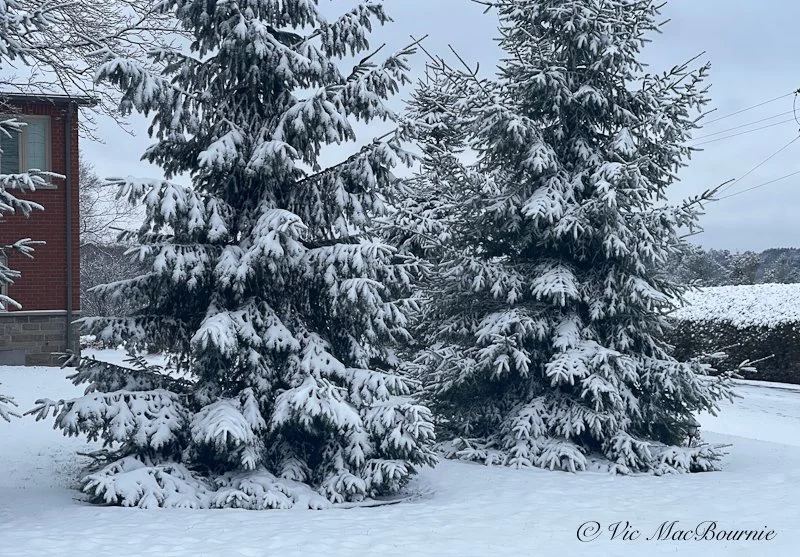 Evergreens: The backbone of your garden structure — FERNS & FEATHERS