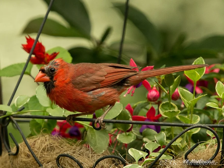 Why Blue Jays and Cardinals go bald — FERNS & FEATHERS