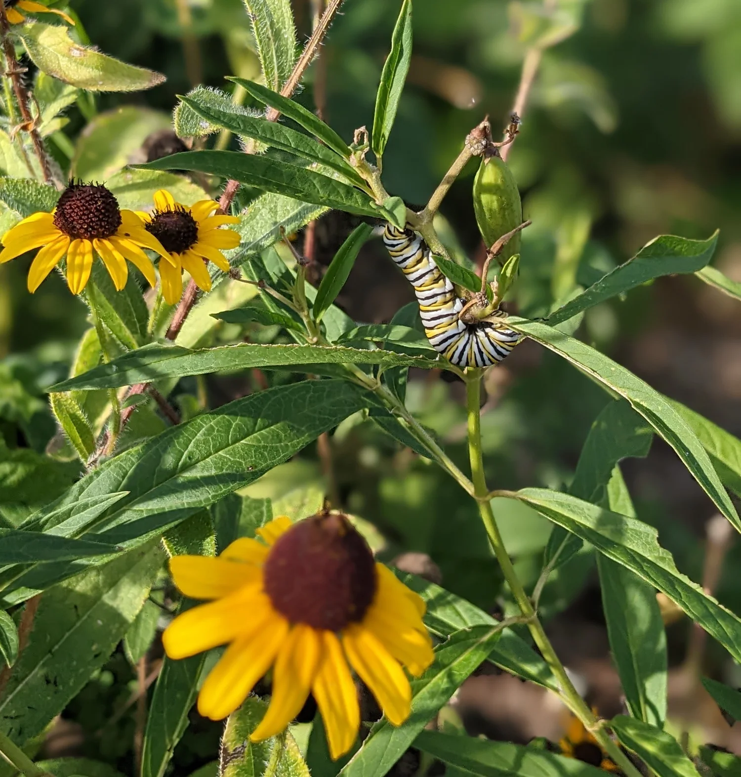 Landscape designer shares how she created a meadow garden — FERNS ...