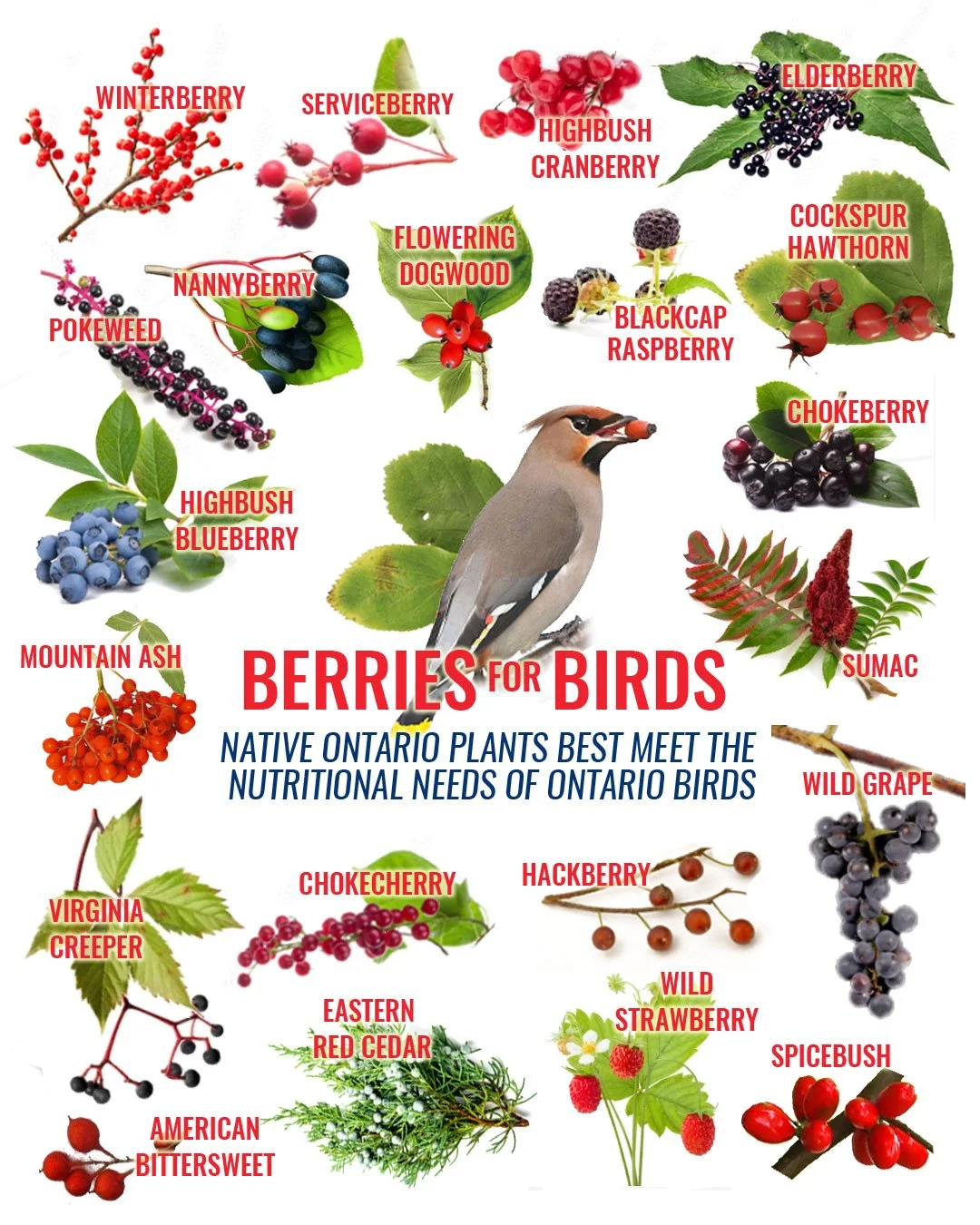 Why we should use more native plants in our gardens (including trees ...