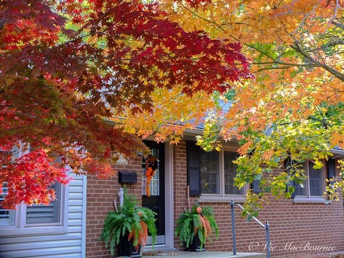 How to grow and use Japanese Maples in gardens big and small — FERNS ...