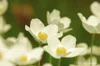 Canada Anemone: Native ground cover for your garden — FERNS & FEATHERS