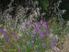 How to grow and care for native Asters — FERNS & FEATHERS