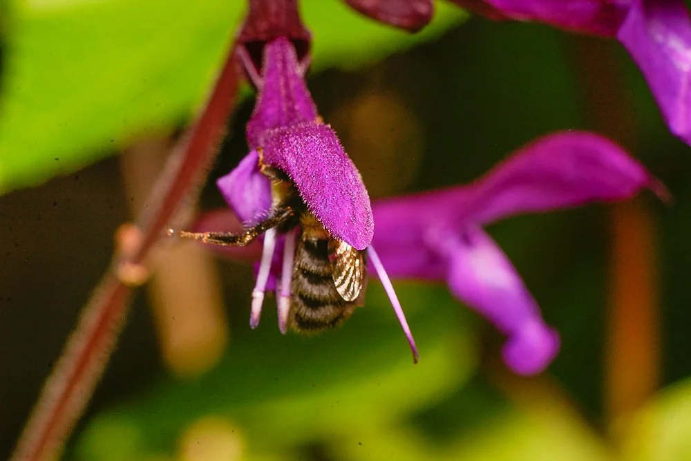 Praise for the humble native bumble bee: Pollinator of wildflowers ...