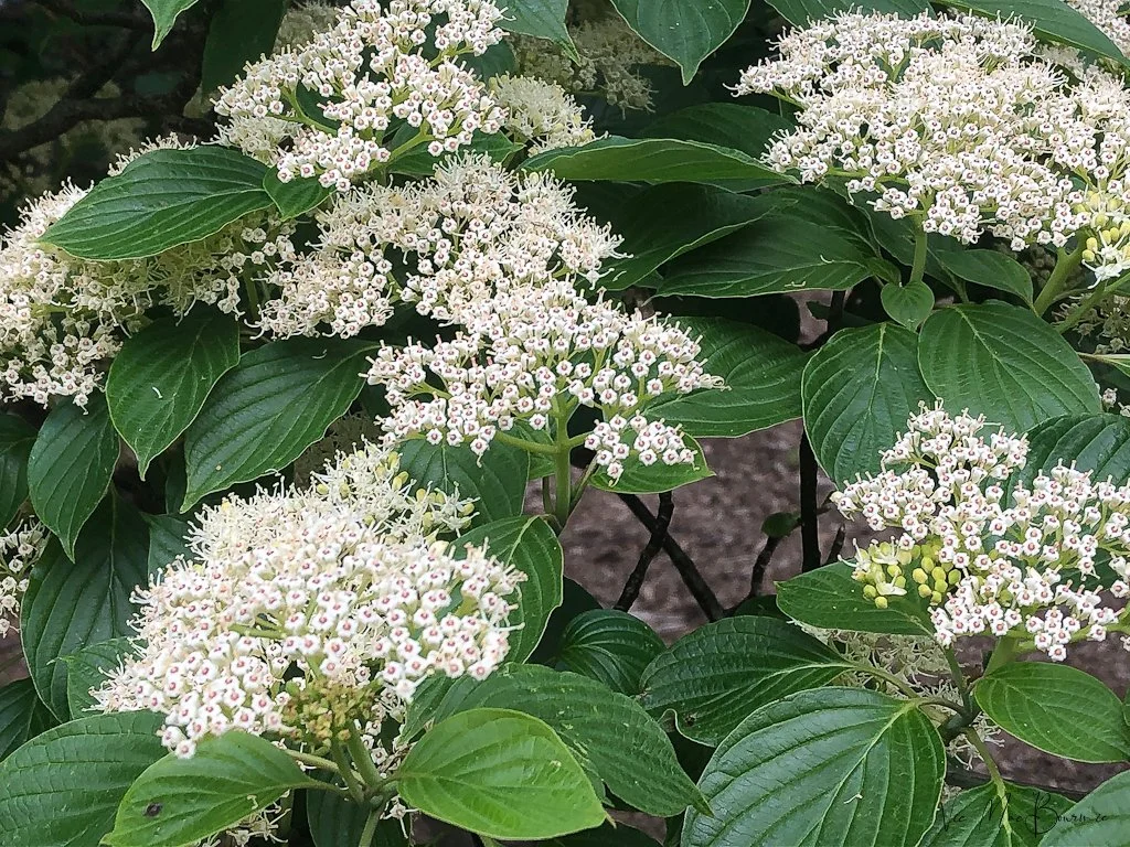 Pagoda Dogwood: Small native tree perfect for the garden — FERNS & FEATHERS