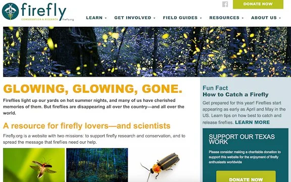 How to bring the magic of fireflies to your woodland garden — FERNS ...