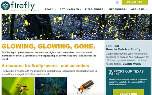 How to bring the magic of fireflies to your woodland garden — FERNS ...