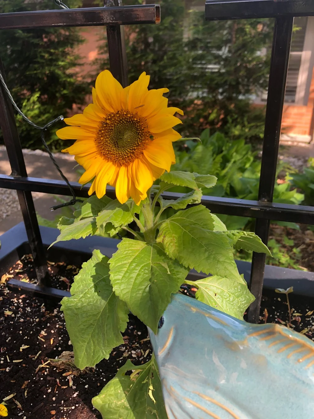How to grow sunflowers — FERNS & FEATHERS