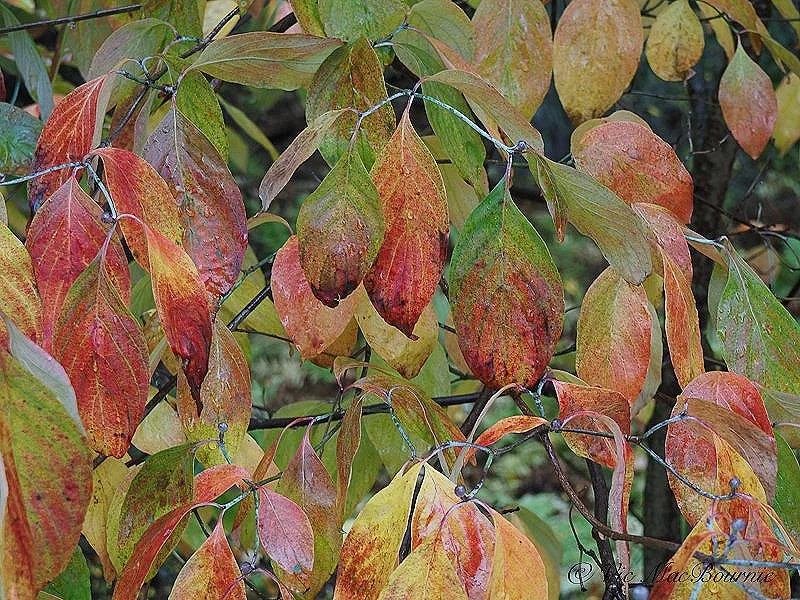 Dogwood leaves and fall colour foliage — FERNS & FEATHERS
