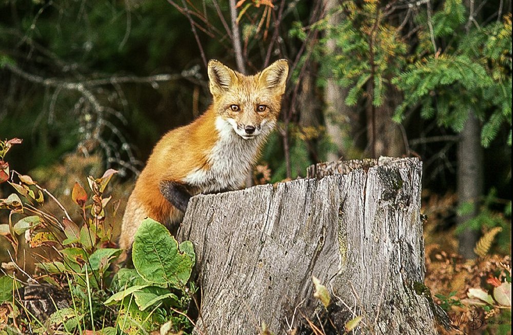 The Fox Den: Welcoming a fox family and saving them from mange — FERNS ...