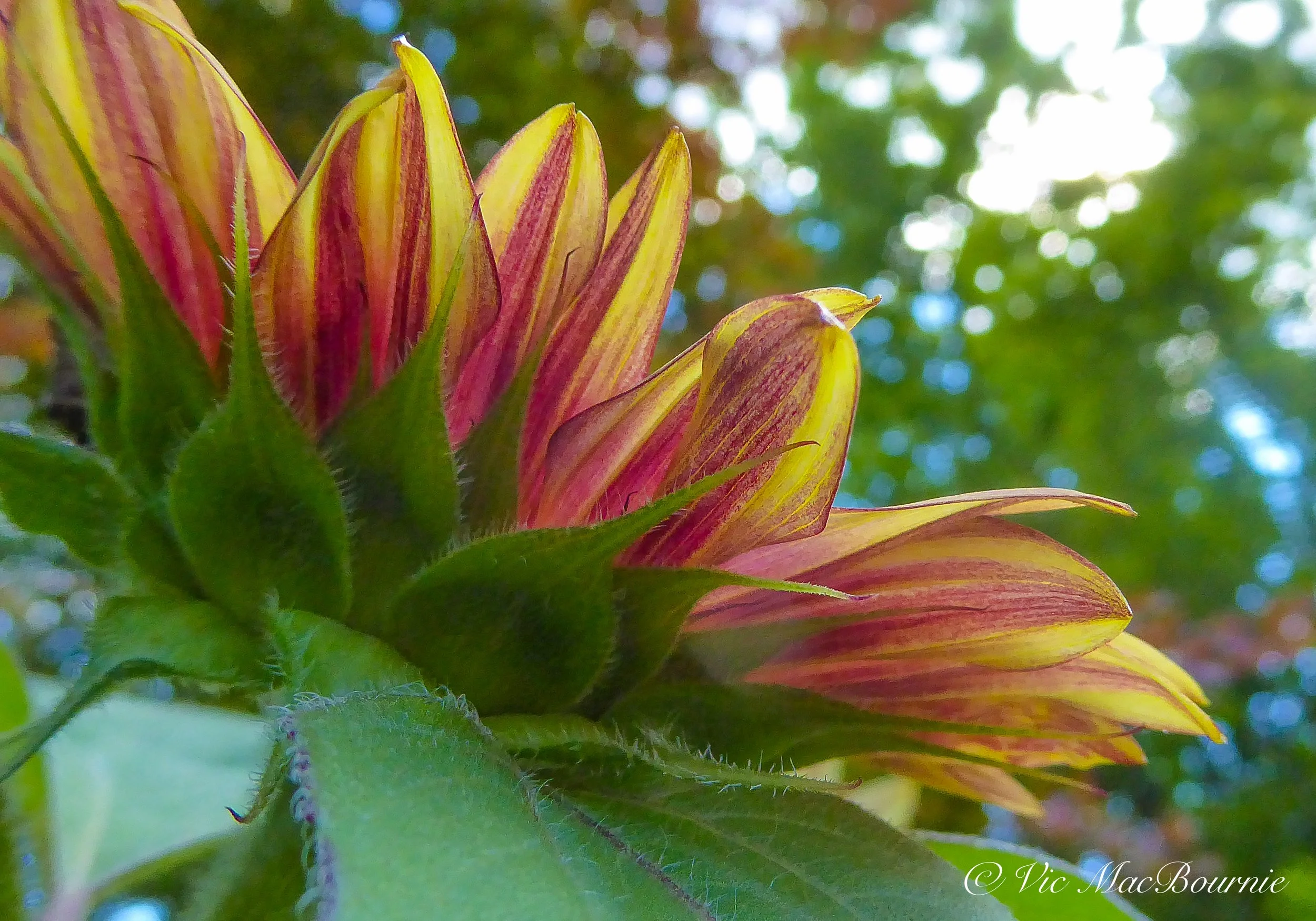 How to get stunning sunflower photos: Ten top tips — FERNS & FEATHERS
