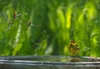 Olympus E-M10 at home in the garden, woodlands and on vacation — FERNS ...