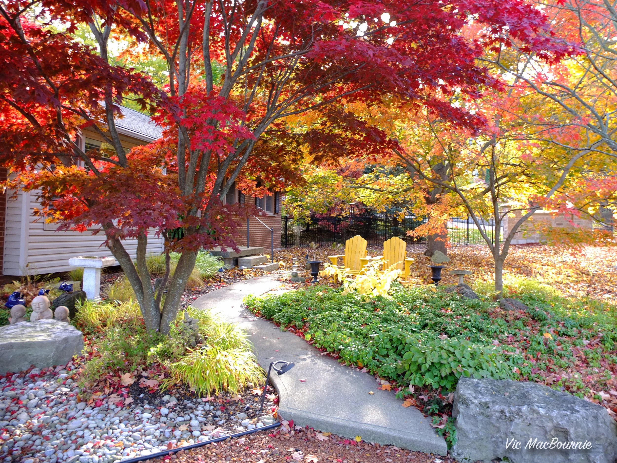 Mature Japanese Maple is star of the woodland garden — FERNS & FEATHERS
