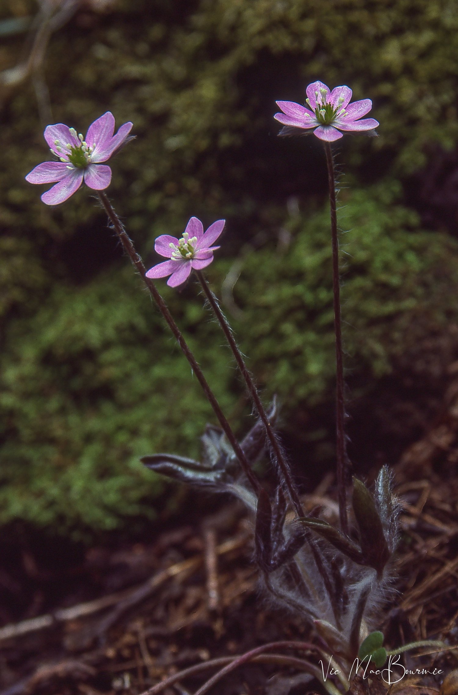 How to grow and care for native hepatica in your woodland garden ...