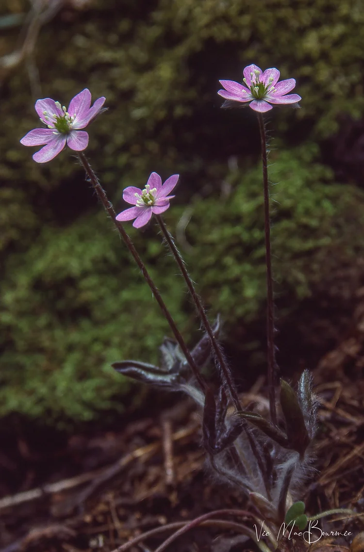 How to grow and care for native hepatica in your woodland garden ...