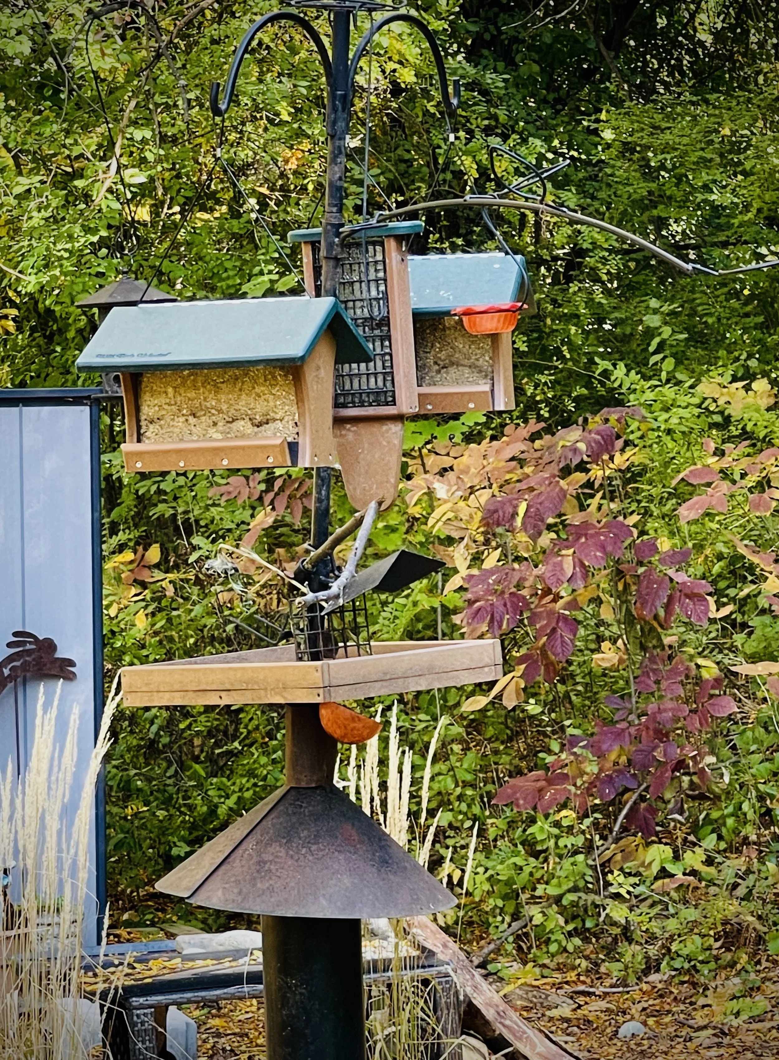 Squirrel proof bird feeder strategies to come out a winner — FERNS ...