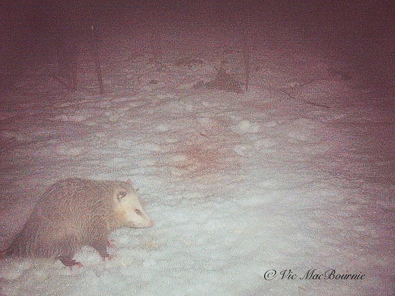 Why we want possums in our gardens — FERNS & FEATHERS