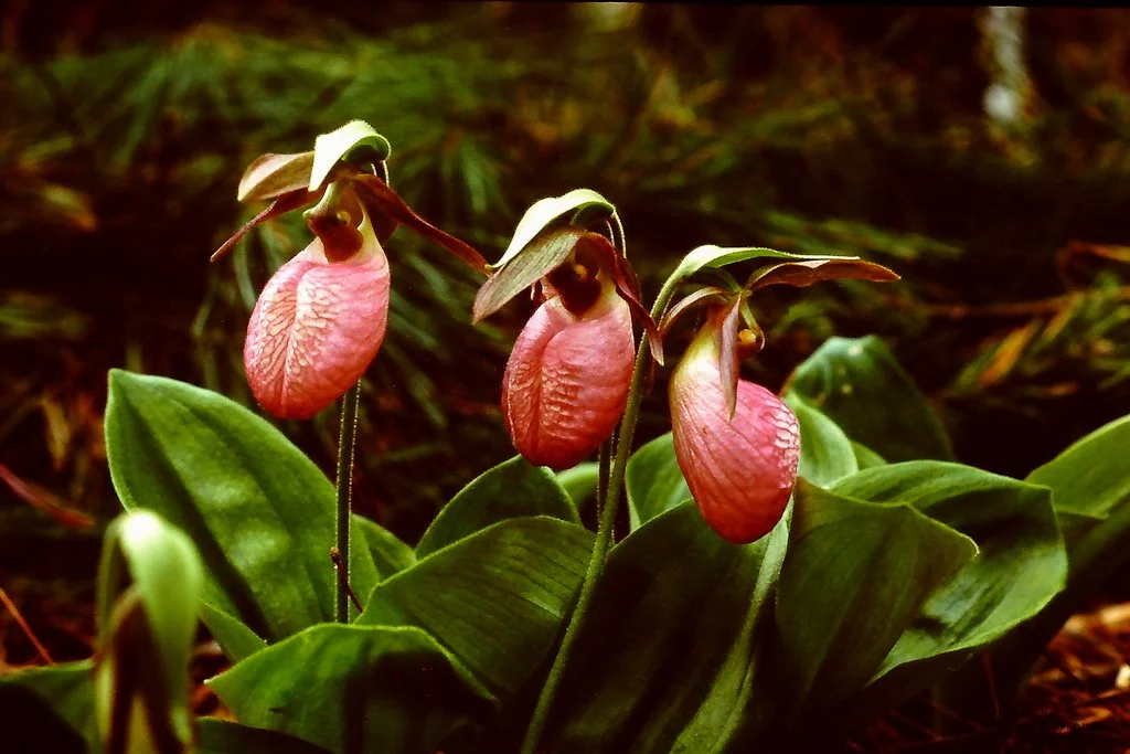 Wolverine scanner review: Focus on favourite slides and negs — FERNS ...