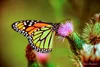 Macro photography: How to get up close for flower photography — FERNS ...