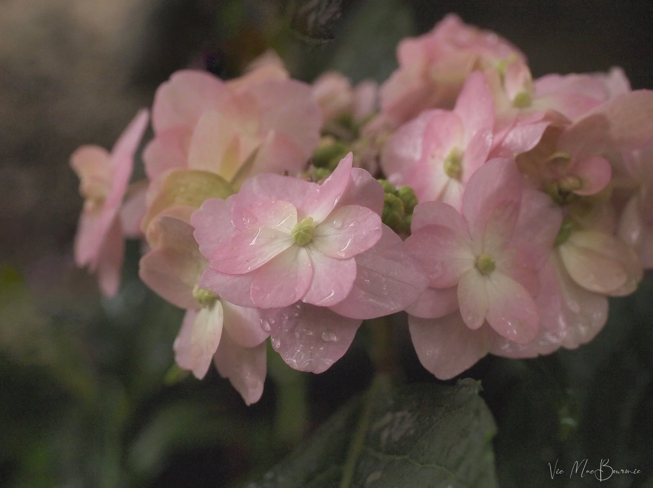 Do hydrangeas have a place in a wildlife garden? — FERNS & FEATHERS