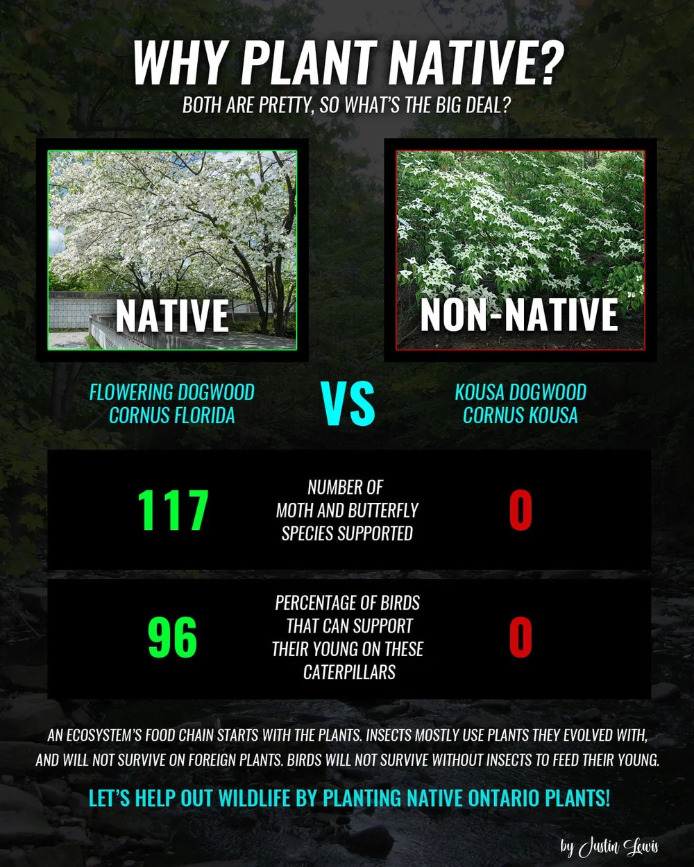 Cornus Kousa: Impressive non-native tree for Woodland garden — FERNS ...