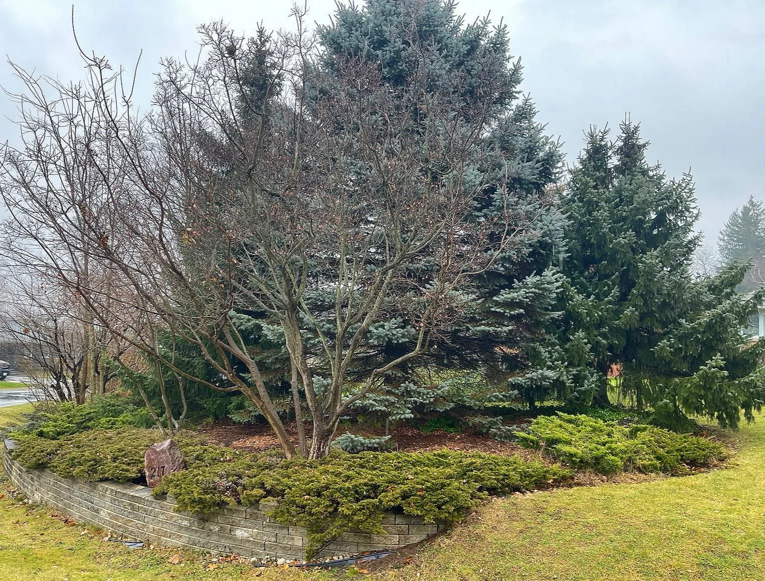 Evergreens: The backbone of your garden structure — FERNS & FEATHERS