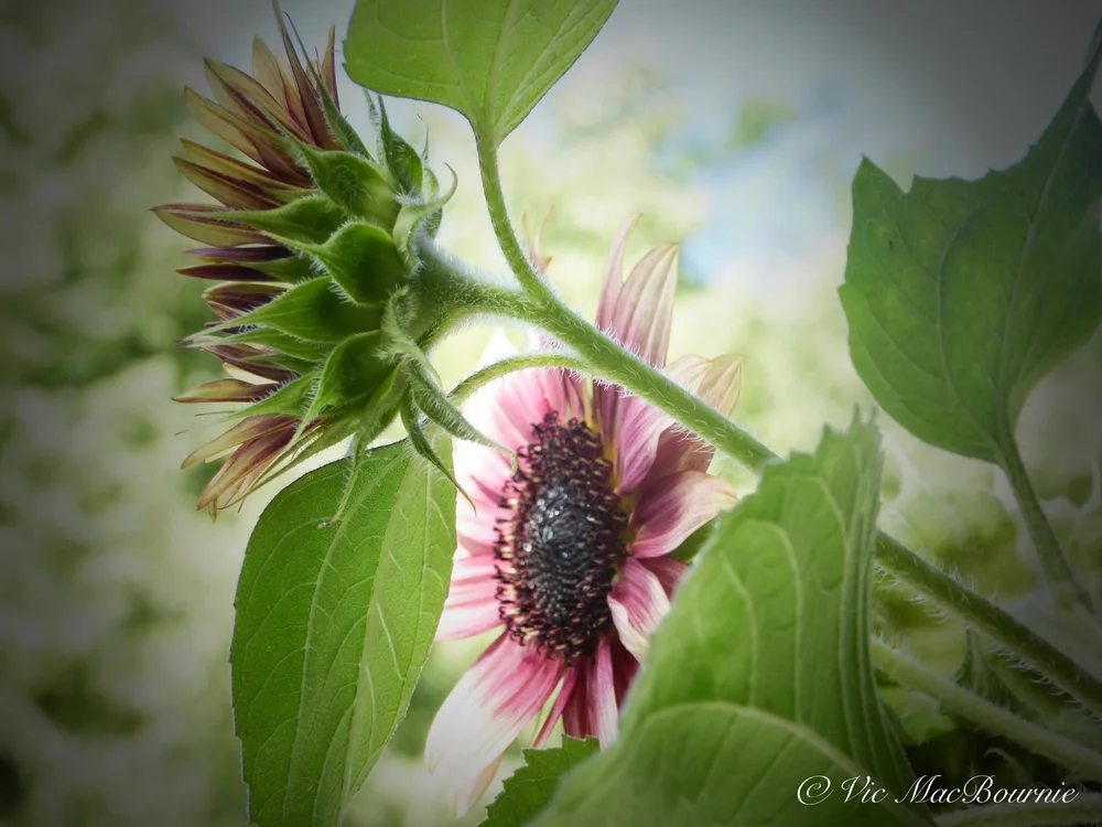 How to get stunning sunflower photos: Ten top tips — FERNS & FEATHERS