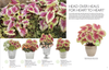 2024 Proven Winners' Garden Idea book is sure sign of spring — FERNS ...