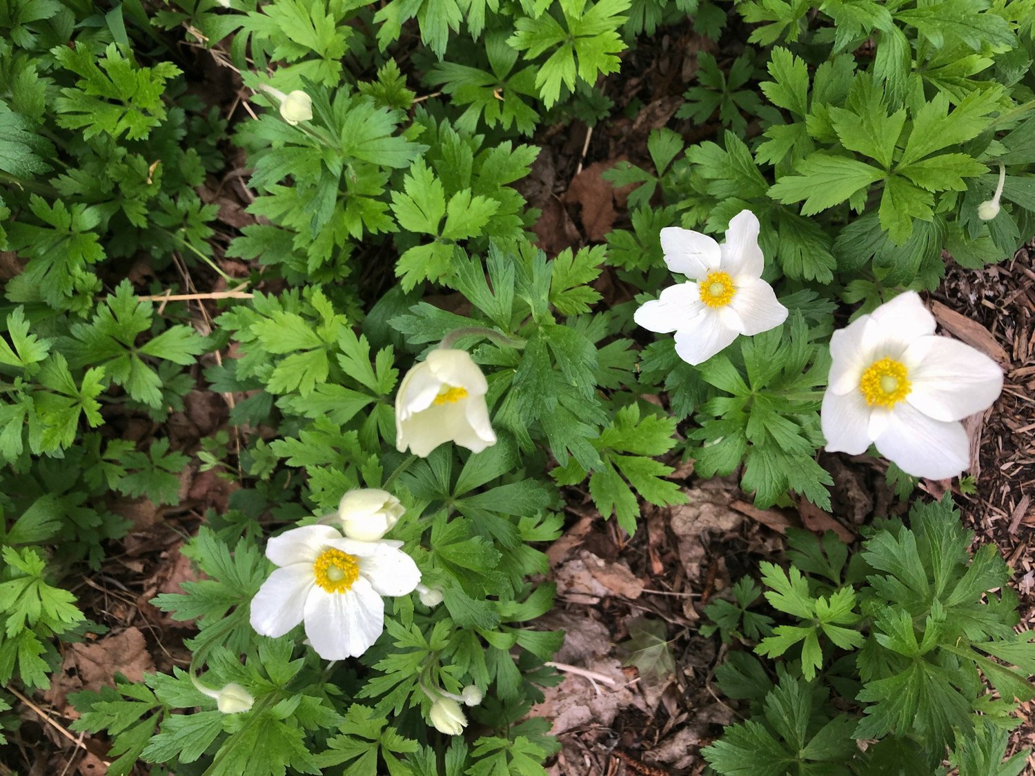 Canada Anemone Native Ground Cover For Your Garden Ferns Feathers