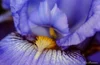 Macro photography: How to get up close for flower photography — FERNS ...