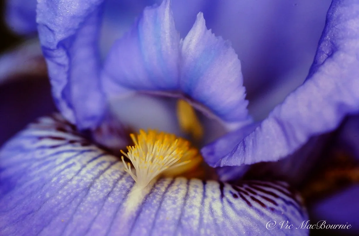 Macro photography: How to get up close for flower photography — FERNS ...
