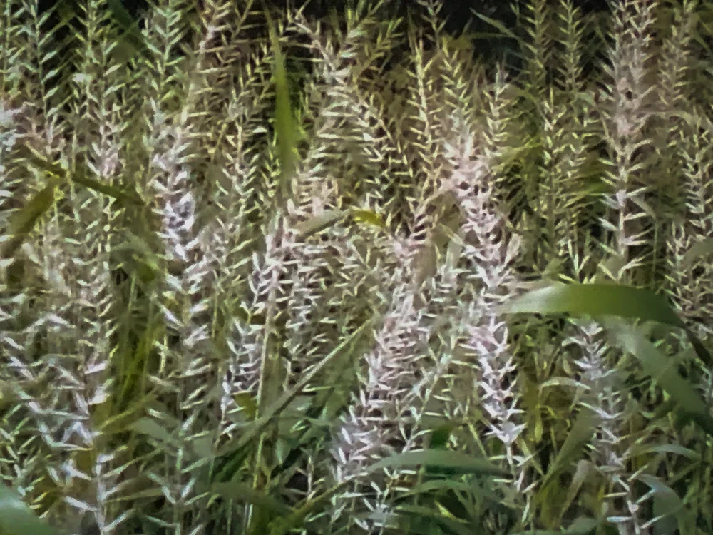 Three ornamental grasses for the shade or woodland garden — FERNS ...