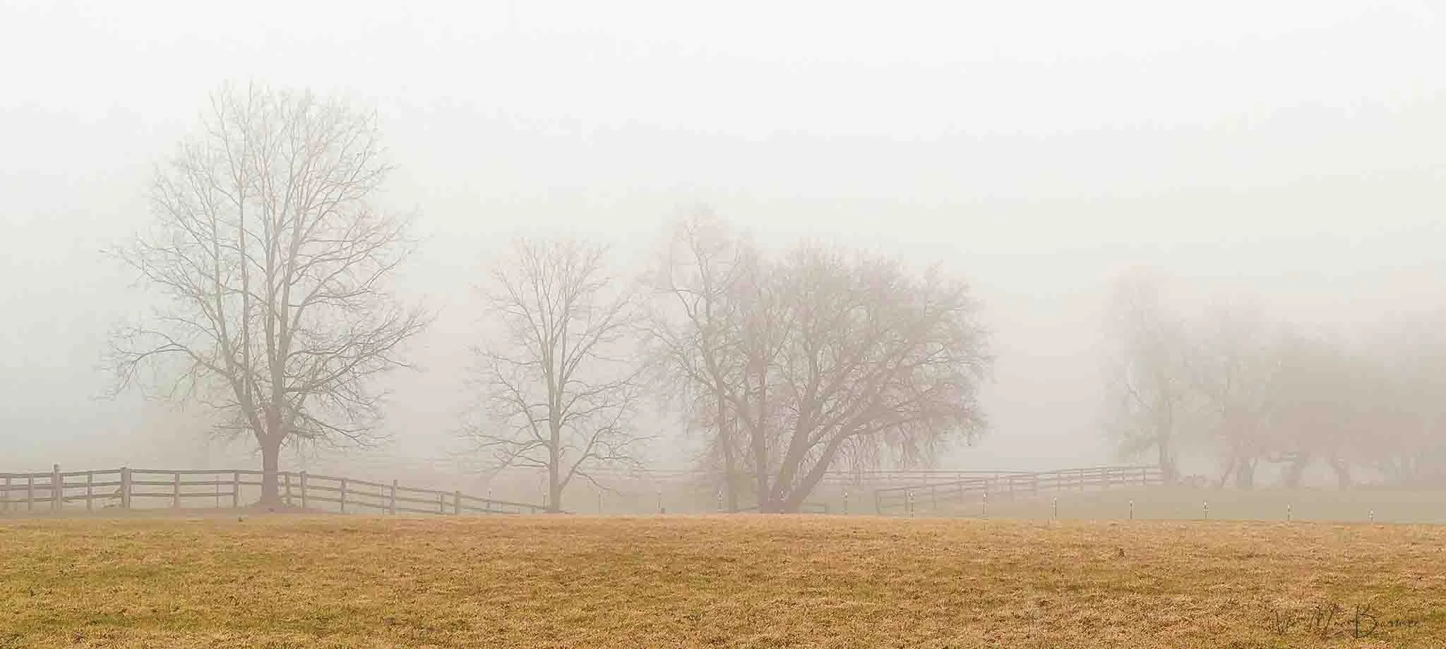 Misty morning in the woodlands with the Sigma DP2 — FERNS & FEATHERS