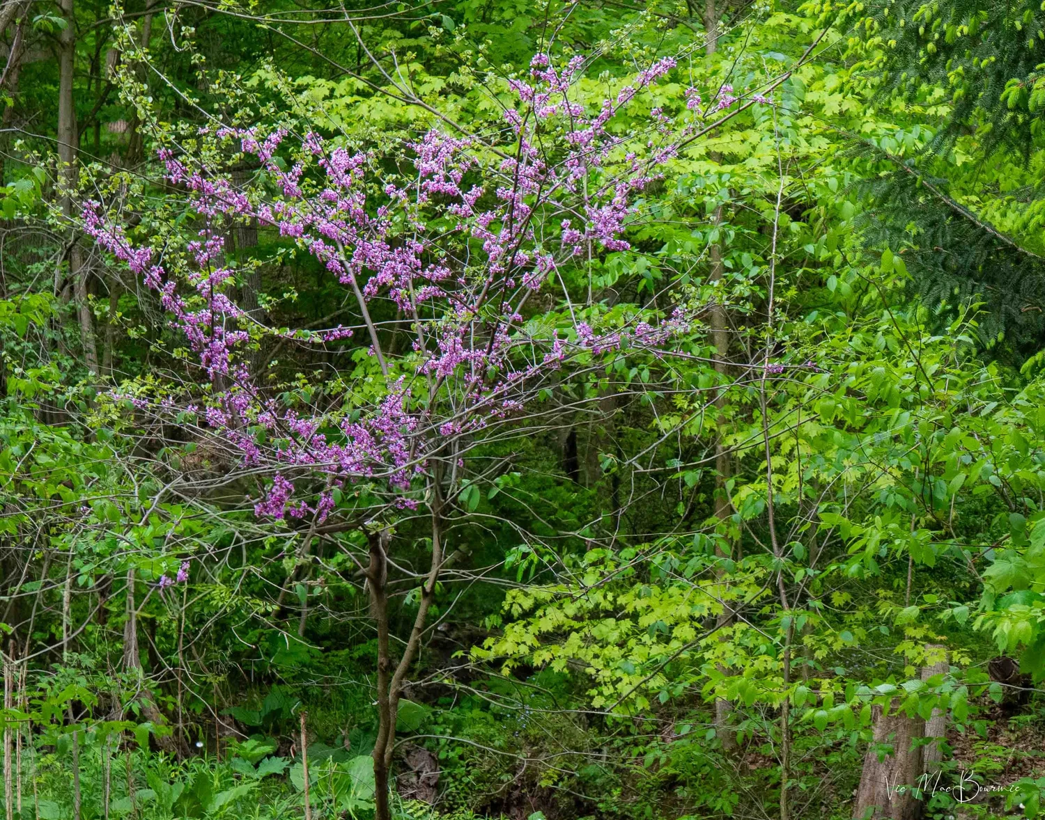 Native plants and trees on a woodland walk — FERNS & FEATHERS