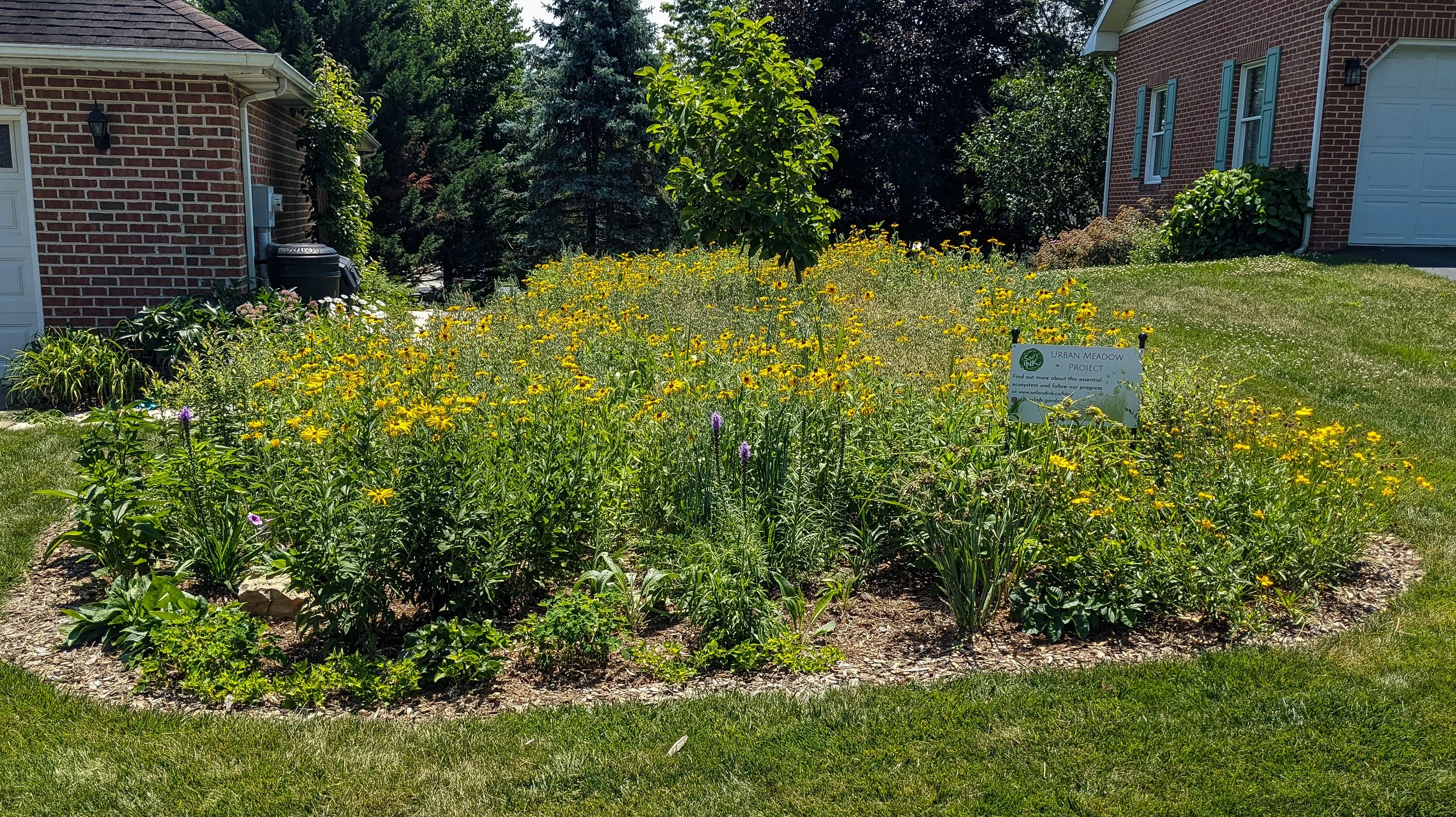 Landscape designer shares how she created a meadow garden — FERNS ...