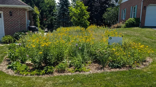 Landscape designer shares how she created a meadow garden — FERNS ...