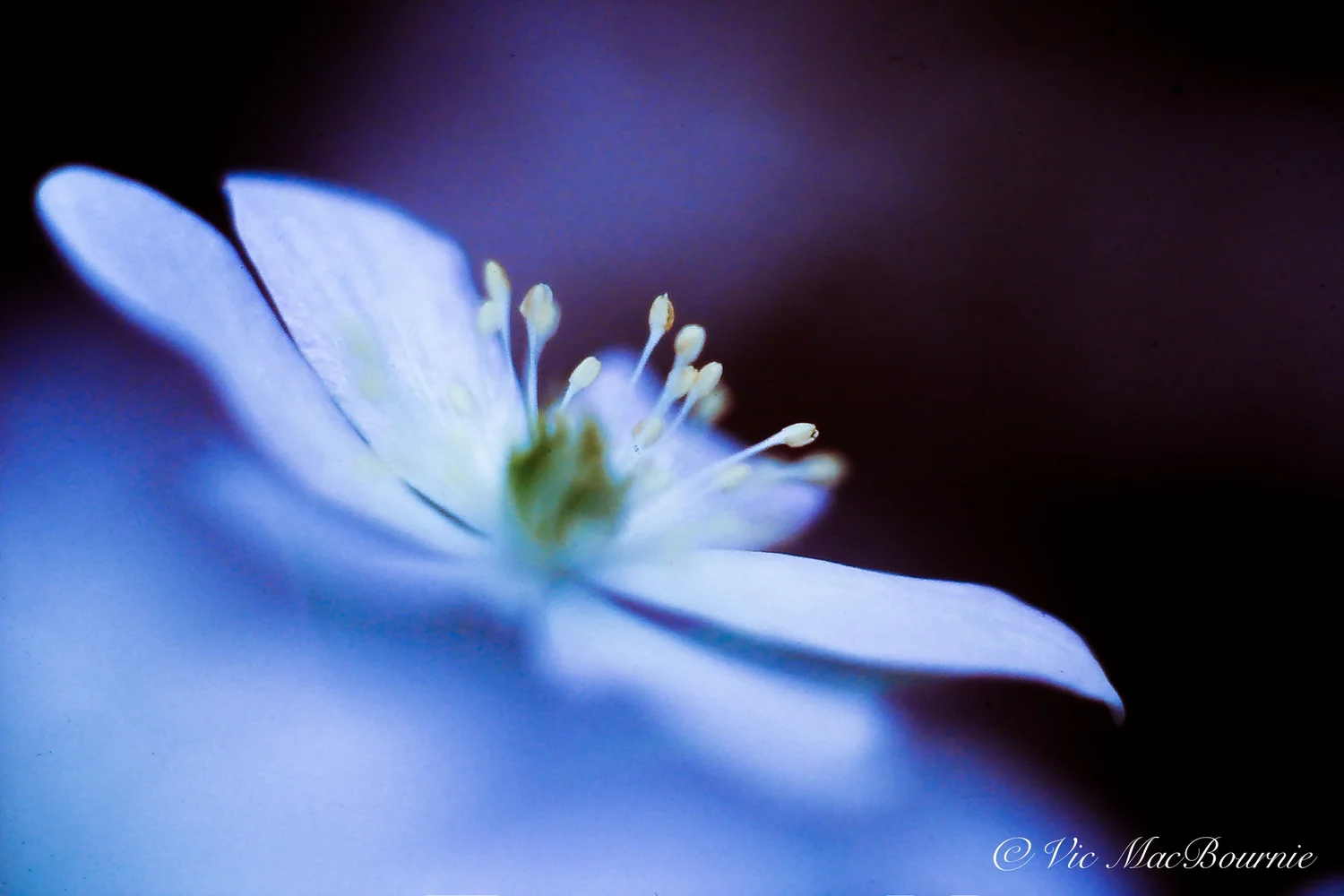 Flower photography: Planting the seed for creative flower photography ...