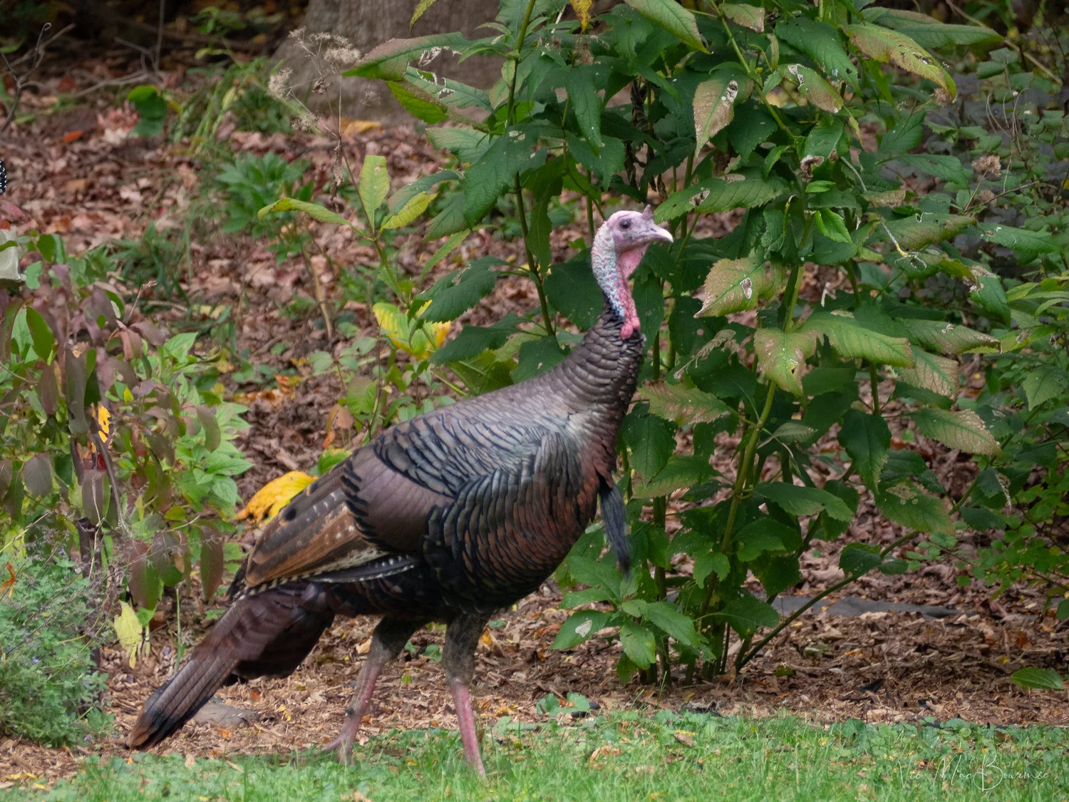 Living with Wild Turkeys in the Garden — FERNS & FEATHERS