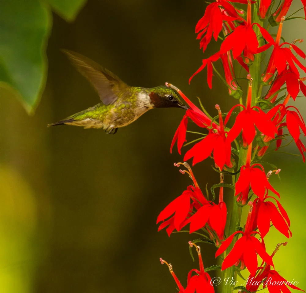 Cardinal Flower Hummingbird