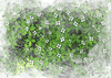 Bunchberry is the ideal woodland ground cover — FERNS & FEATHERS