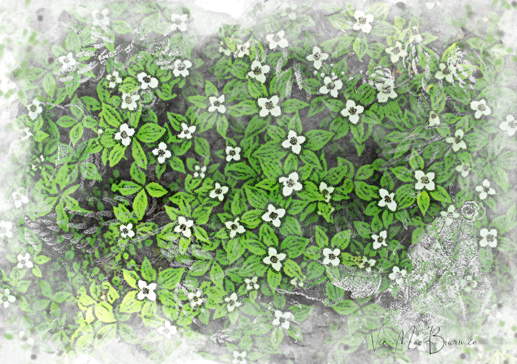 Bunchberry is the ideal woodland ground cover — FERNS & FEATHERS