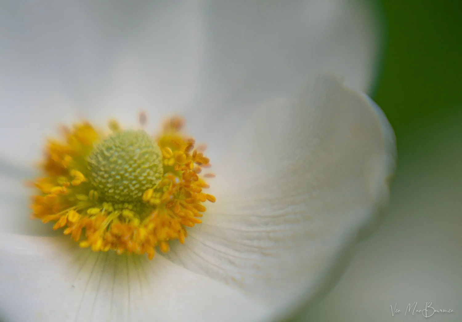 Flower photography: Exploring Lensbaby's creative effects — FERNS ...