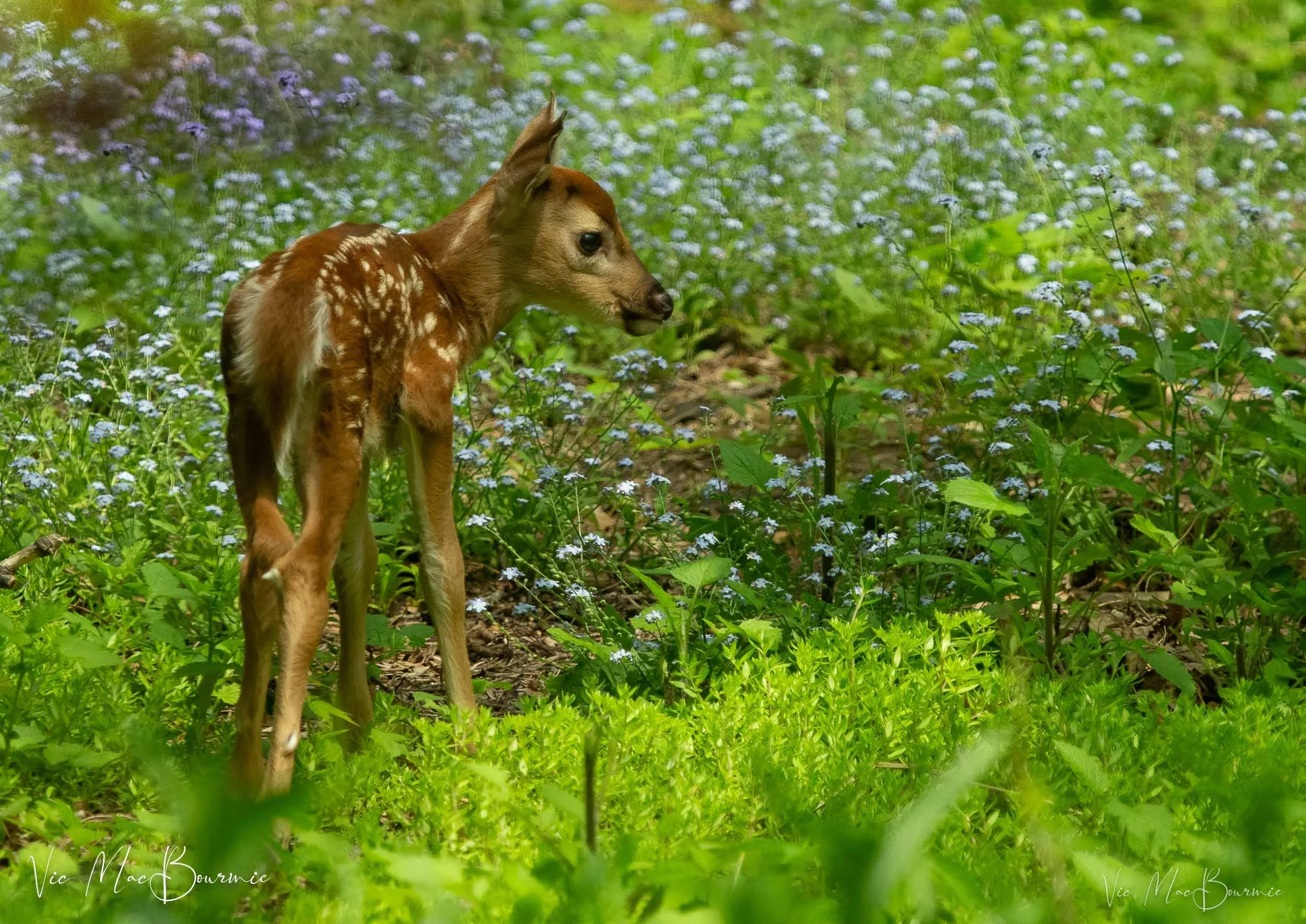 Fallen tree transforms woodland Garden: Increased wildlife from birds ...